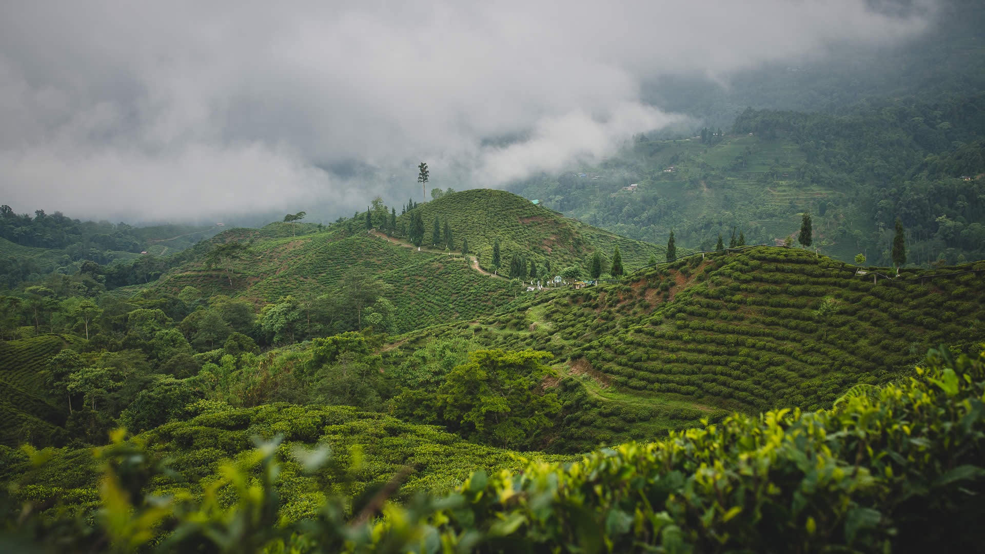 Teafields