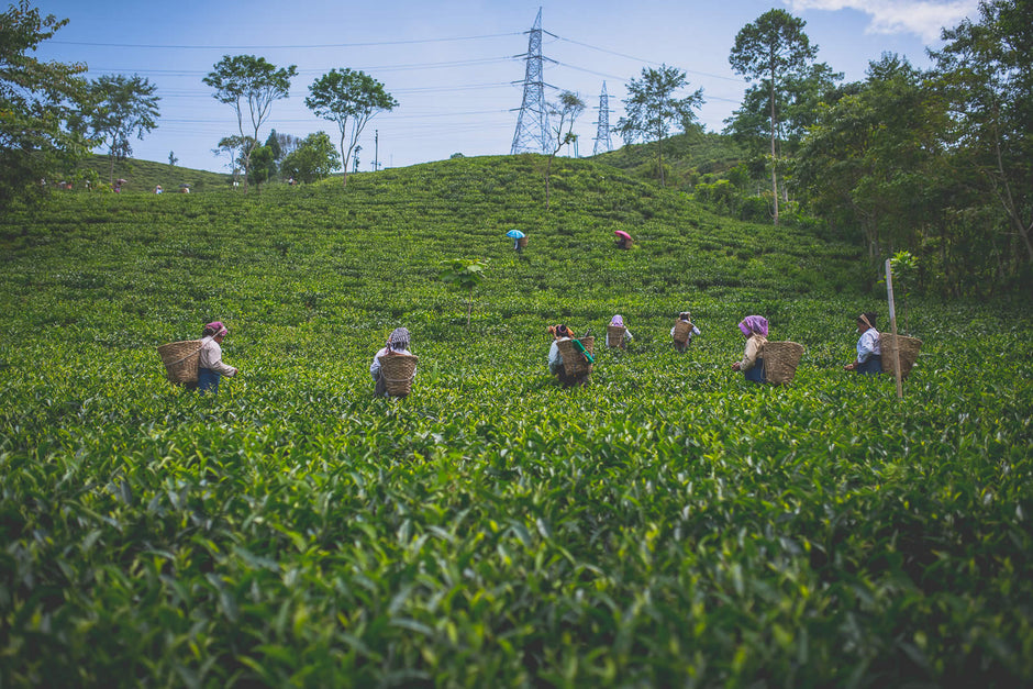 Ceylon Decaffeinated Tea